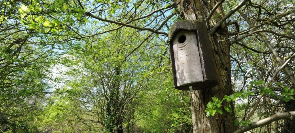 Bird box making at Boundary Brook Nature Reserve