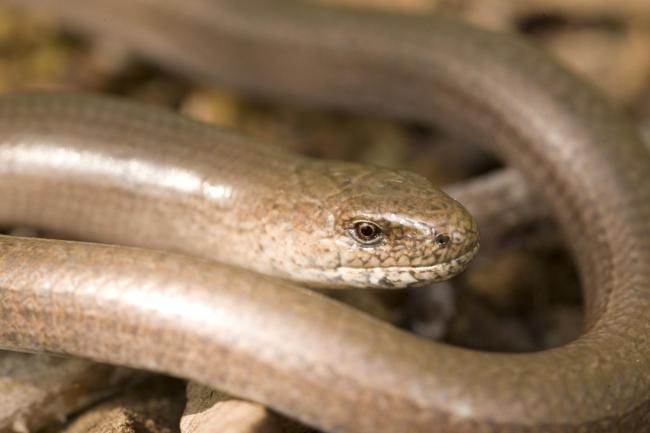 OUWG – Protecting Wildlife for 35 Years