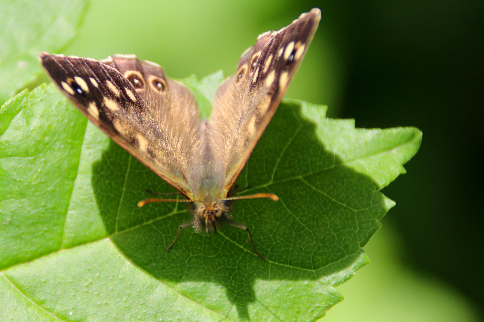 Butterflies at Boundary Brook