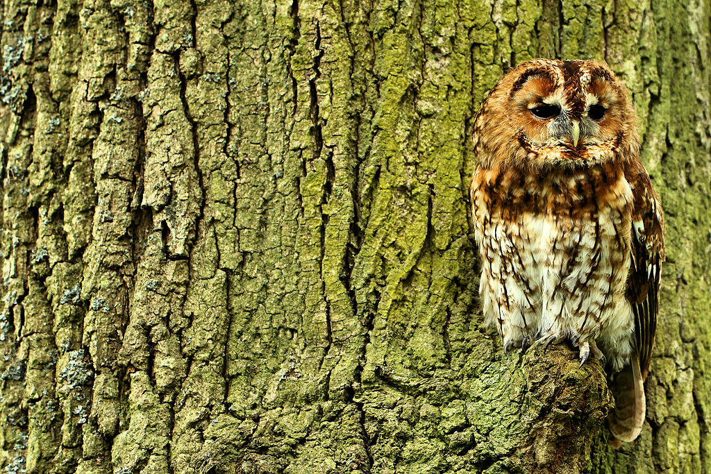 Birds of Boundary Brook – and how to spot them!